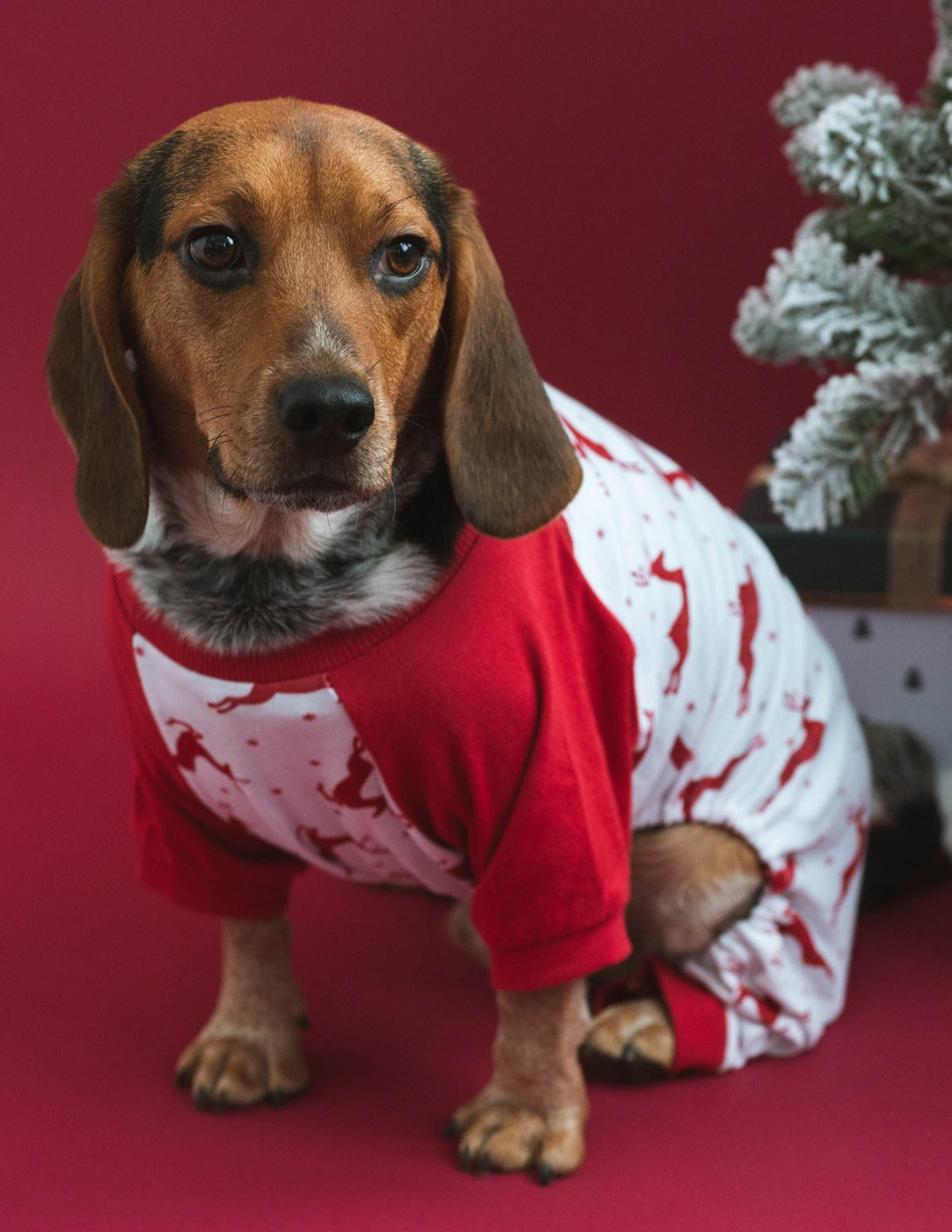 Leveret Dog Print Pajamas – Leveret Clothing